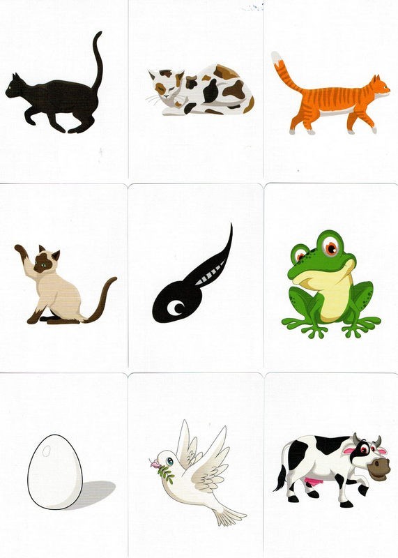 Animal Card Deck